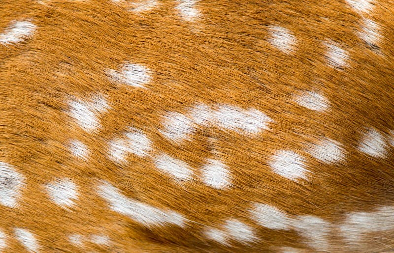 Background antelope skins stock photo. Image of skin - 106831584