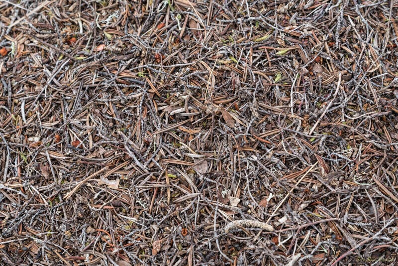 Background ants hill stock image. Image of background - 97708887