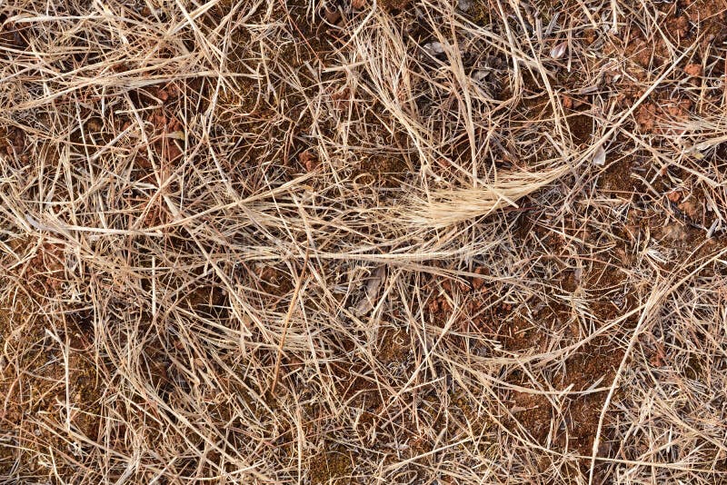 Background of Arid Grass on Dry Earth during Drought in Summer Stock ...