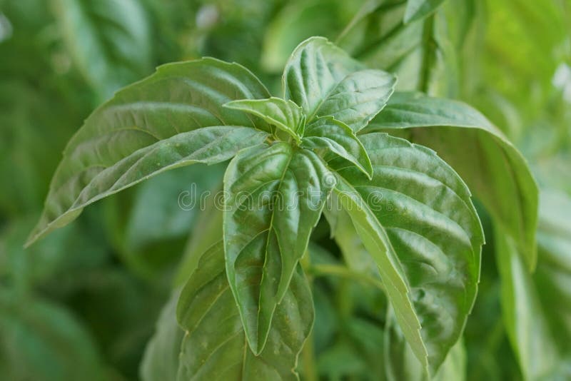 Beautiful Background with Aromatic Herbs - Basil Stock Image - Image of ...