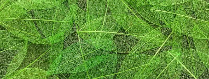 Background from Artificial Decorative Green Leaves, Closeup. Leaf ...