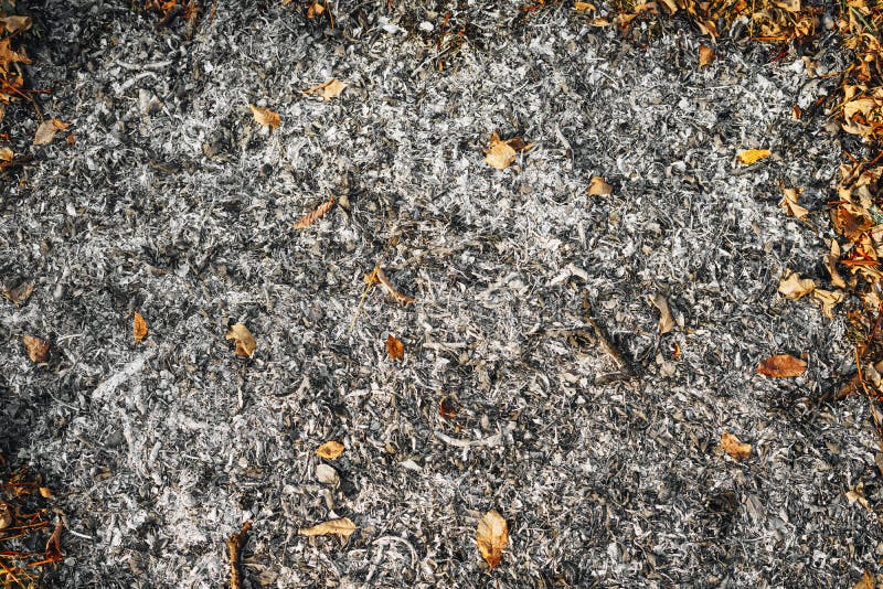 Background from Ash and Autumn Leaves. Ground Covered with Ash after a ...
