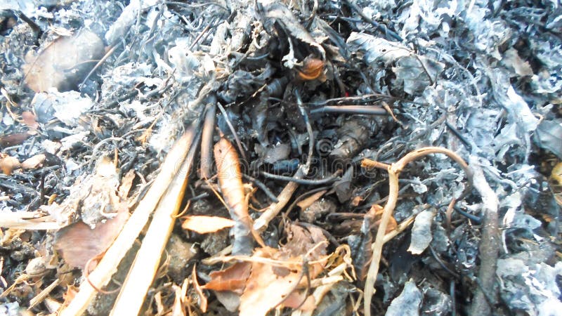 Background from the Ashes of Burnt Grass. a Lot of Ashes on the Field ...