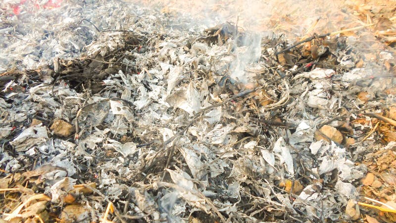 Background from the Ashes of Burnt Grass. a Lot of Ashes on the Field ...