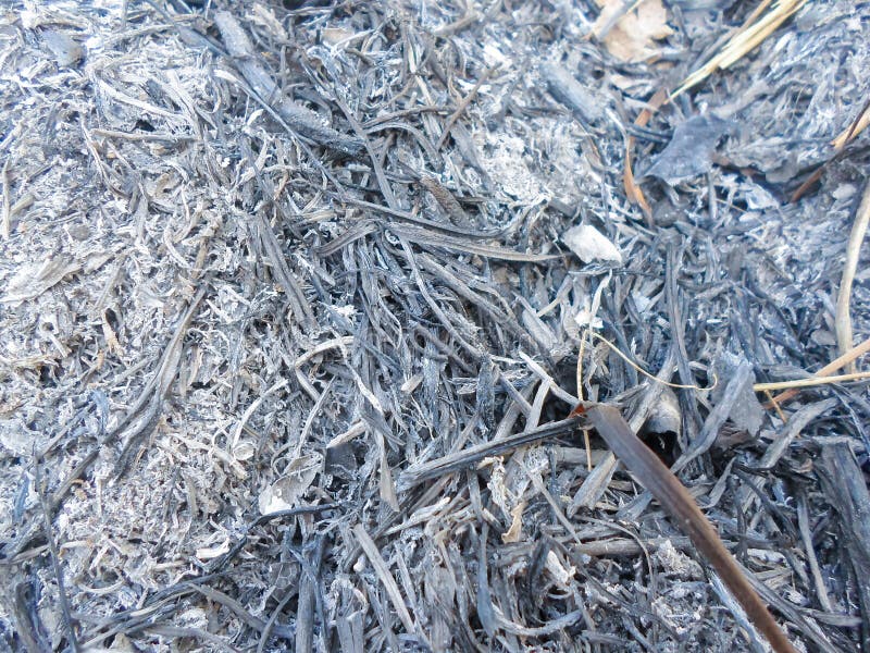 Background from the Ashes of Burnt Grass. a Lot of Ashes on the Field ...