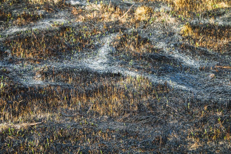 Background from the Ashes of the Burnt Grass. Plant Ash on the Field ...