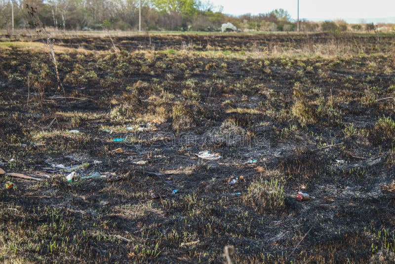 Background from the Ashes of the Burnt Grass. Plant Ash on the Field ...
