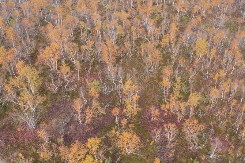 Background Autumn Beautiful Northern Dwarf Birches, Top View Stock ...