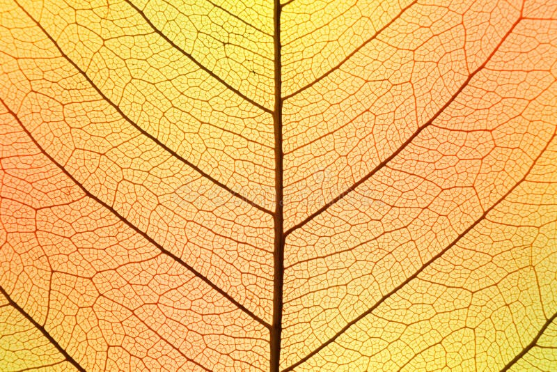 Black leaf vein pattern stock image. Image of structure - 4714521