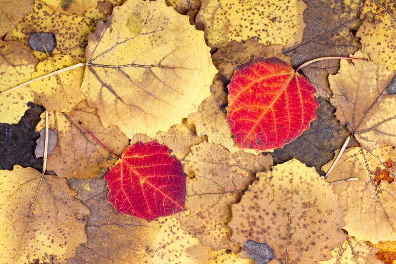Background from Autumn Colourful Aspen Leaves Stock Image - Image of ...
