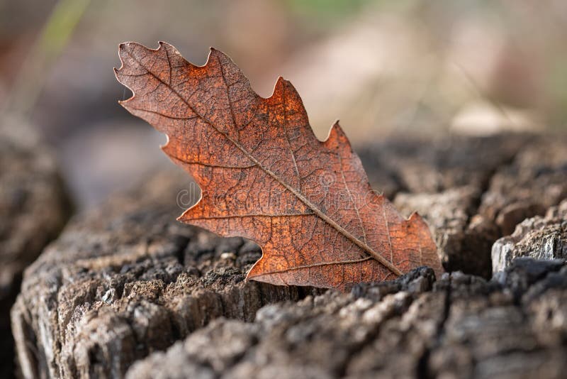 Background. Autumn Dry Oak Leaf on the Rustic Wood Stock Image - Image ...
