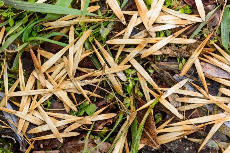 Background from Autumn Foliage on the Ground Stock Image - Image of ...