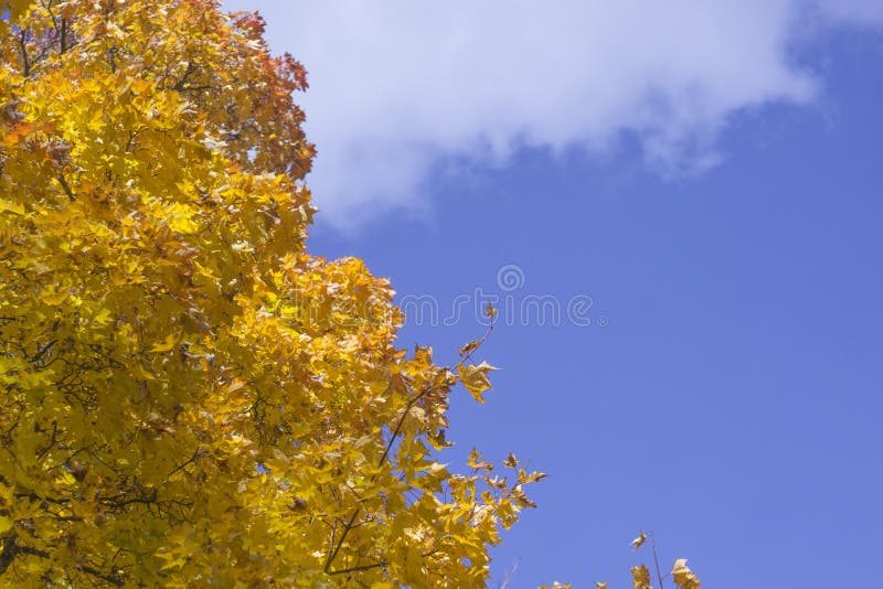 Background of Autumn Golden Foliage Stock Image - Image of nature ...