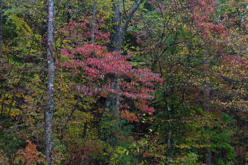 Background of Autumn Leaf Shapes and Colors in a Forest Stock Image ...