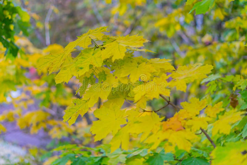 Background of Autumn Leaves. Autumn Background. Fall Leaves. Maple ...