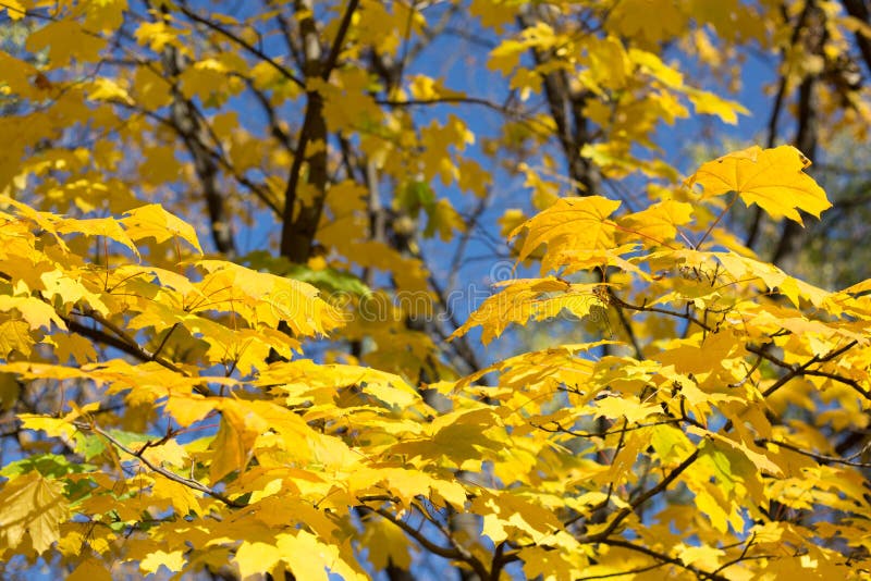 Background Autumn Leaves Fall Red Orange Nature Stock Image - Image of ...