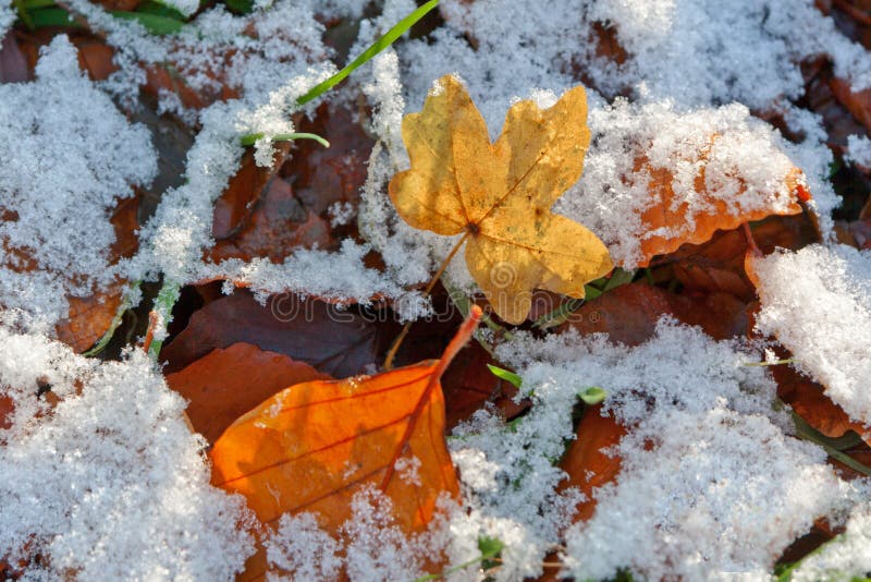 Background of Autumn Leaves. the First Snow Stock Photo - Image of ...
