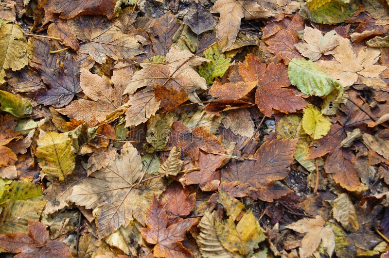 Autumn Leaves of the Forest Stock Image - Image of close, park: 114130507