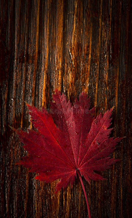 Autumn Leaves of Japanese Palm Tree Maple on Wood Texture Background ...