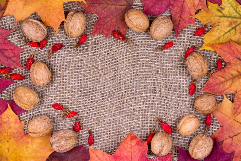 Background from Autumn Leaves of a Maple, Walnuts and Dogrose Stock ...
