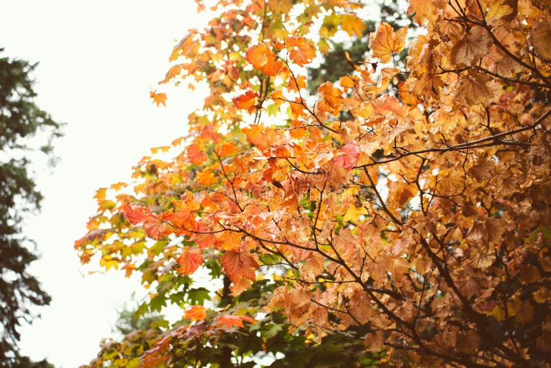 Autumn Leaves on Tree, Fall Foliage Stock Image - Image of fade ...