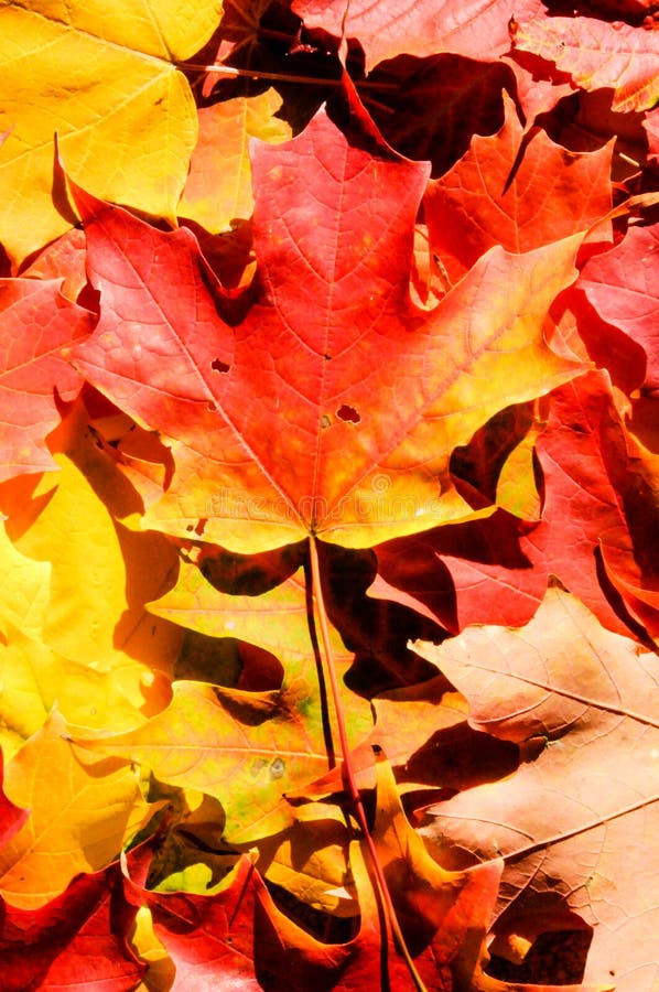 Background Autumn Maple Leaves Stock Image - Image of closeup ...