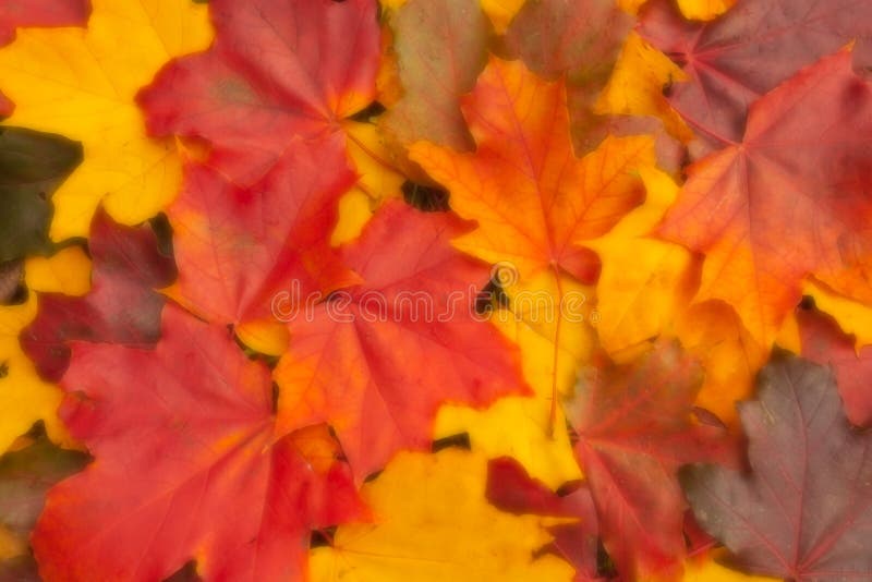Background in Autumn Maple Leaves, No Focus Stock Image - Image of ...