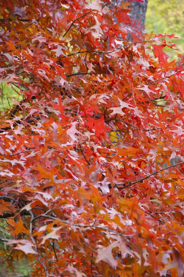 Background of Autumn Nature. Oak Tree Red Color Leaves Stock Image ...