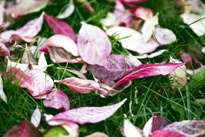 Background of Autumn Pink Leaves Stock Photo - Image of design, fall ...
