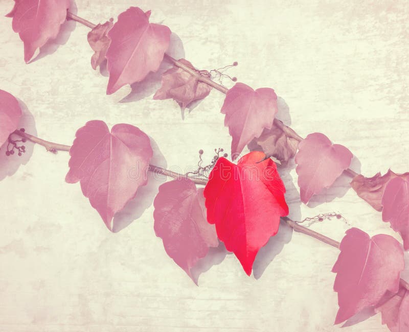 Background with Autumn Red Leaf on a Muted Backdrop Stock Photo - Image ...