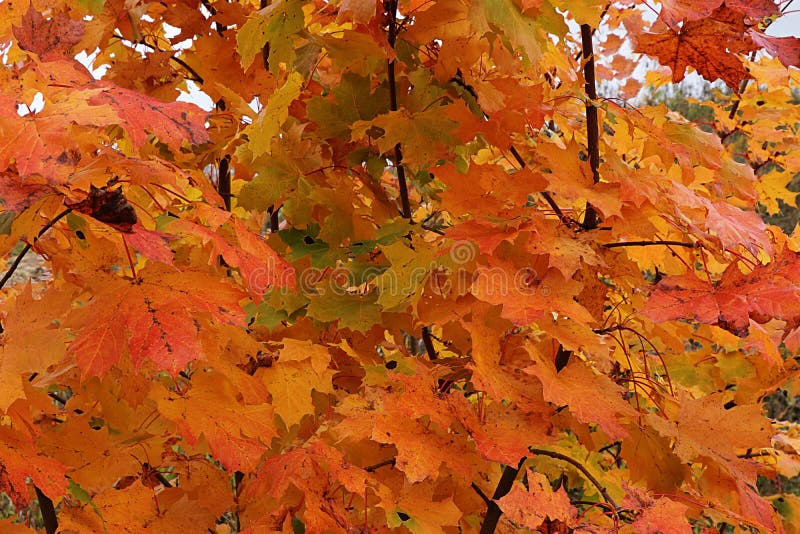 Background from Autumn Red Maple Leaves, September and the Most ...