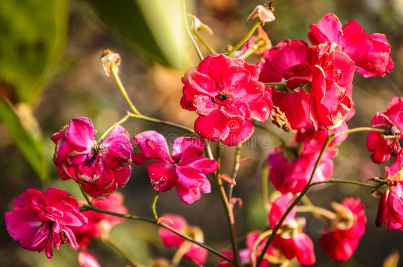 Background of autumn roses stock photo. Image of autumn - 79973580