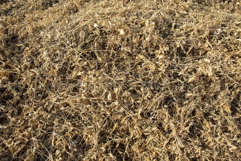 Autumn. Parched vegetation stock photo. Image of yellow - 237307708