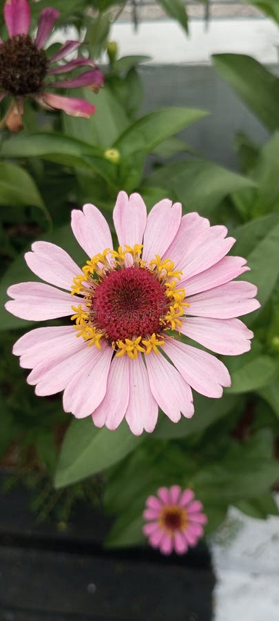 Background Baby Pink Flower with Red Center Stock Photo - Image of baby ...