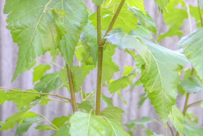 Background of a Baby Tree stock image. Image of small - 179861463