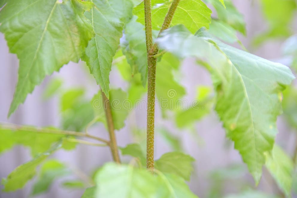 Background of a Baby Tree stock image. Image of small - 179861463