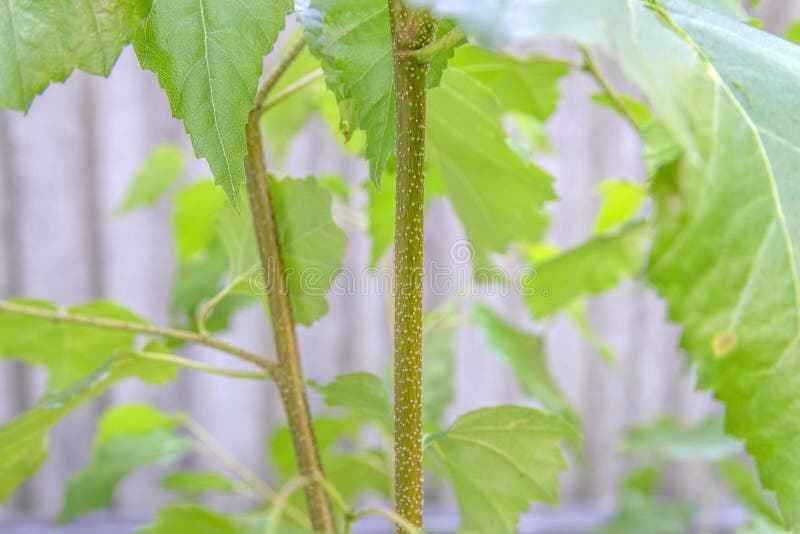 Background of a Baby Tree stock image. Image of macro - 179861561