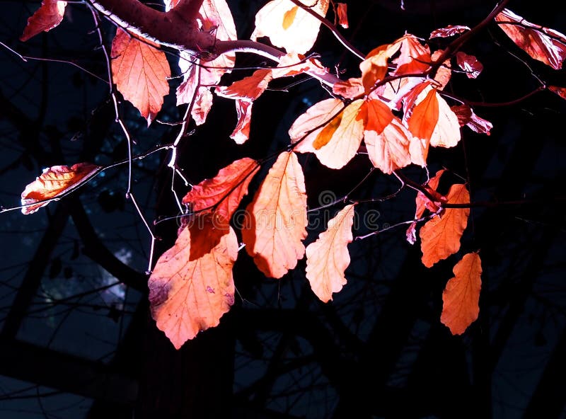 Background with Backlit Autumn Leaves Stock Image - Image of light ...