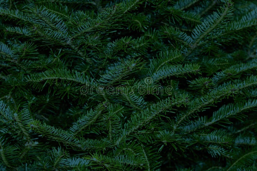 A Background of Balsam Fir Branches Stock Photo - Image of balsam, green: 262654258