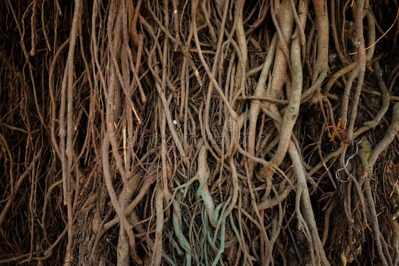 The Background of the Banyan Tree Roots Sticking Out Stock Photo ...