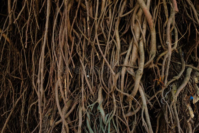 The Background of the Banyan Tree Roots Sticking Out Stock Image ...