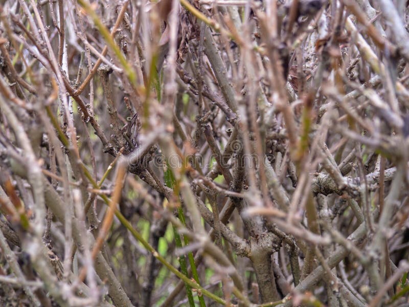 Background from Bare Branches of a Bush. Bush without Leaves. Buds on ...
