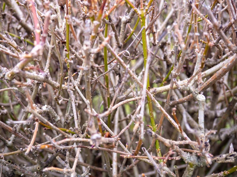 Background from Bare Branches of a Bush. Bush without Leaves. Buds on ...