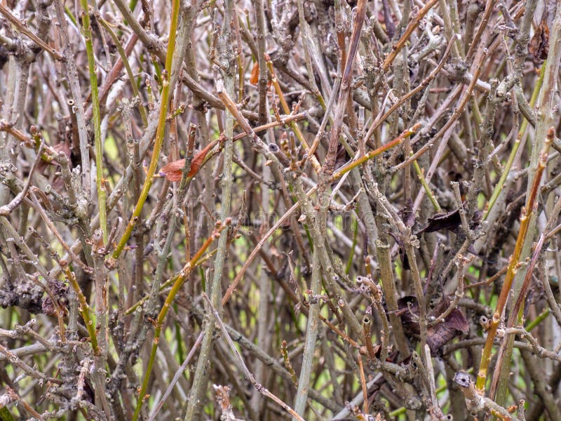 Background from Bare Branches of a Bush. Bush without Leaves. Buds on ...