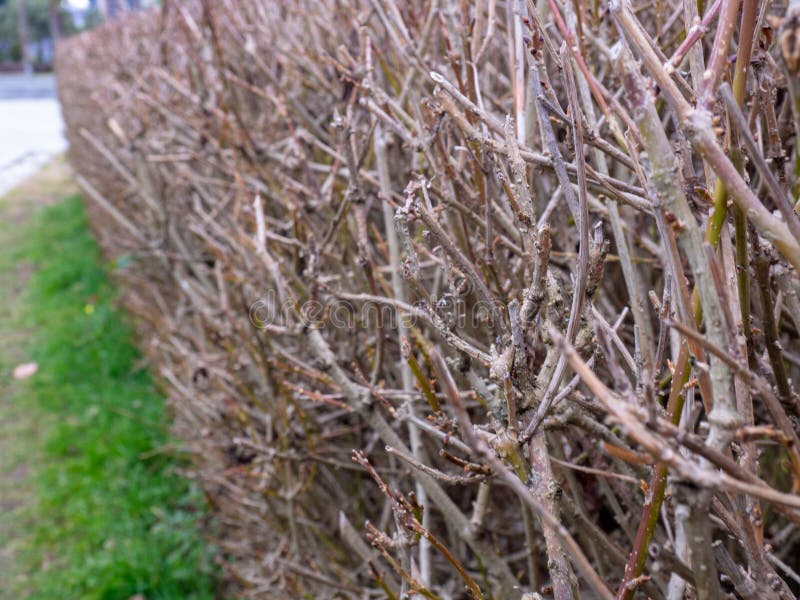 Background from Bare Branches of a Bush. Bush without Leaves. Buds on ...