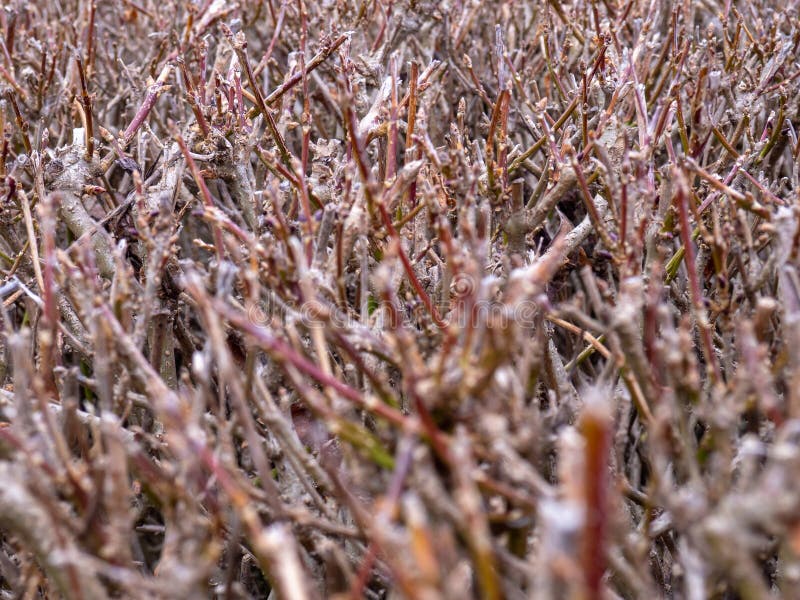 Background from Bare Branches of a Bush. Bush without Leaves. Buds on ...