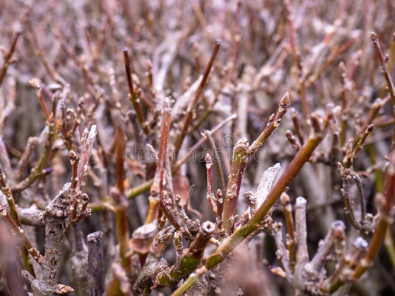 Background from Bare Branches of a Bush. Bush without Leaves. Buds on ...