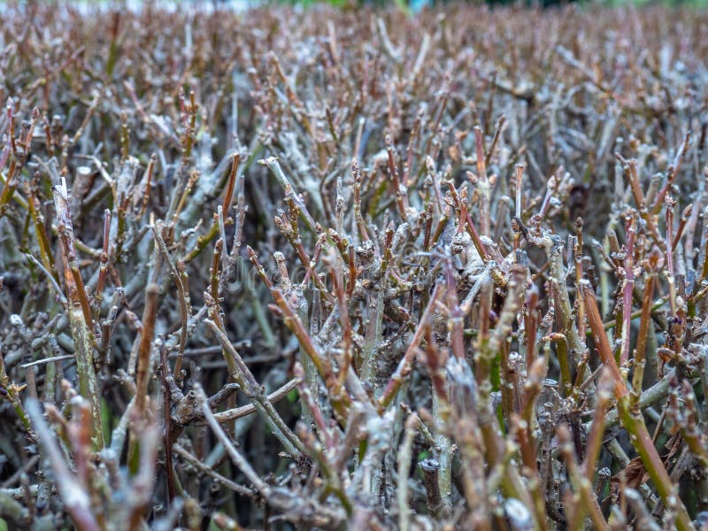 Background from Bare Branches of a Bush. Bush without Leaves. Buds on ...