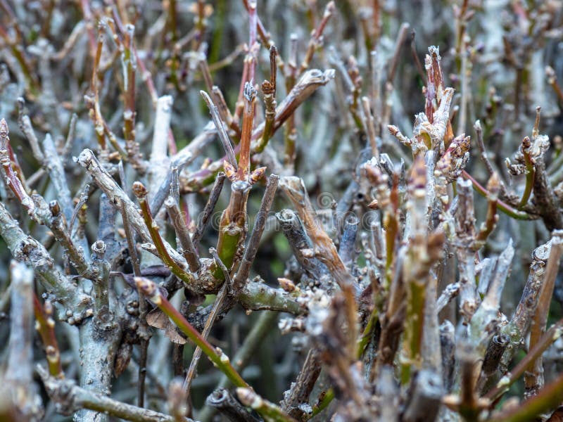Background from Bare Branches of a Bush. Bush without Leaves. Buds on ...