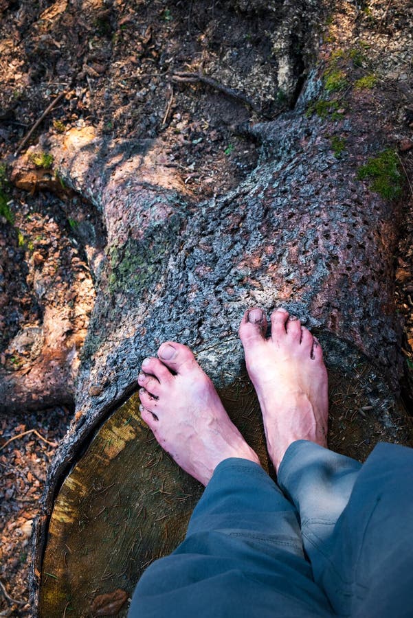 Bare Feet on a Tree Tree in a Forest Stock Photo - Image of green, clay ...